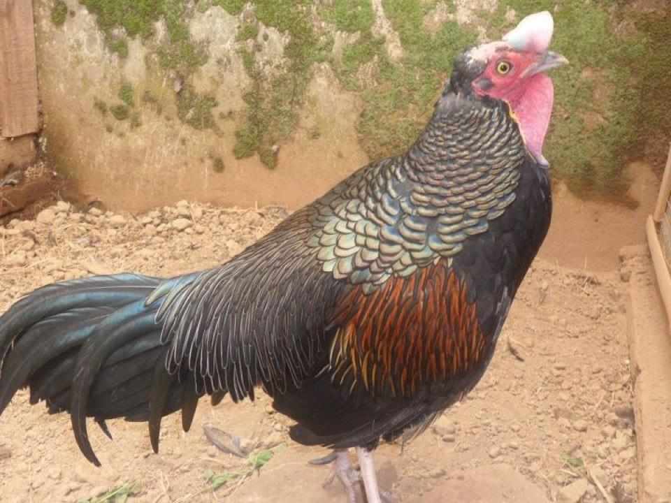CABAÑAS AVÍCOLAS EL CHOIQUE & ArgentAVIS: LA GALLINA DOMÉSTICA: sus ...