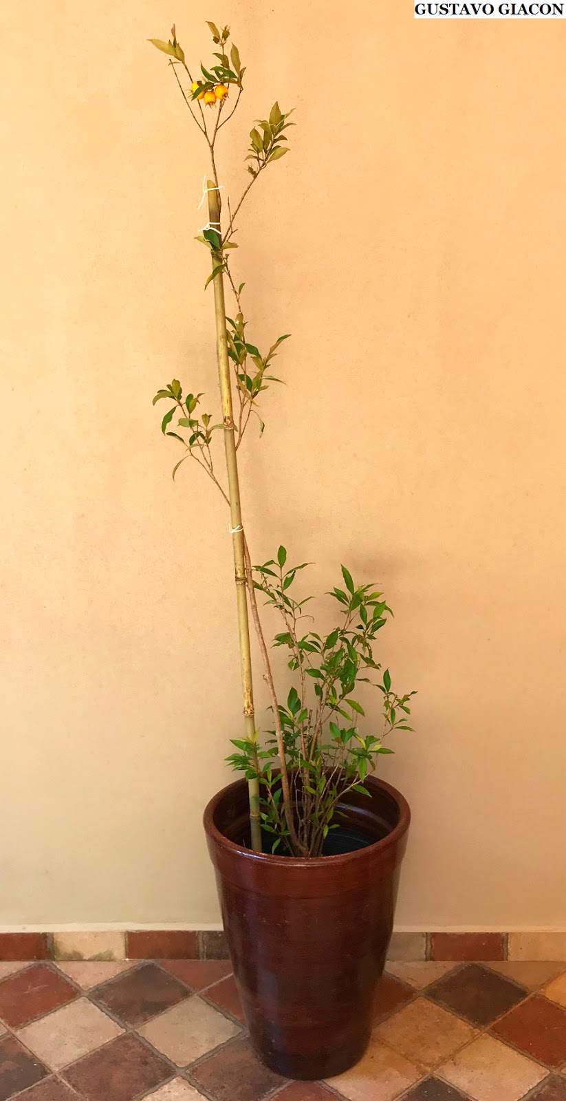 Viveiro Ciprest - Plantas Nativas e Exóticas: Pitomba Amarela da Bahia ...