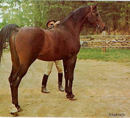 all for the love of a horse...: Moniet, Rashad and the Mare that Once Was