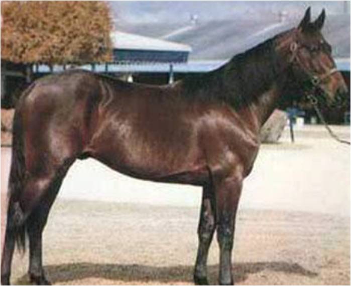 Caballo Americano ~ Caballos del Sur, Tienda Ecuestre