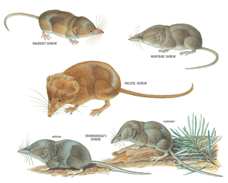 Day s Shrew - JungleKey.in Image