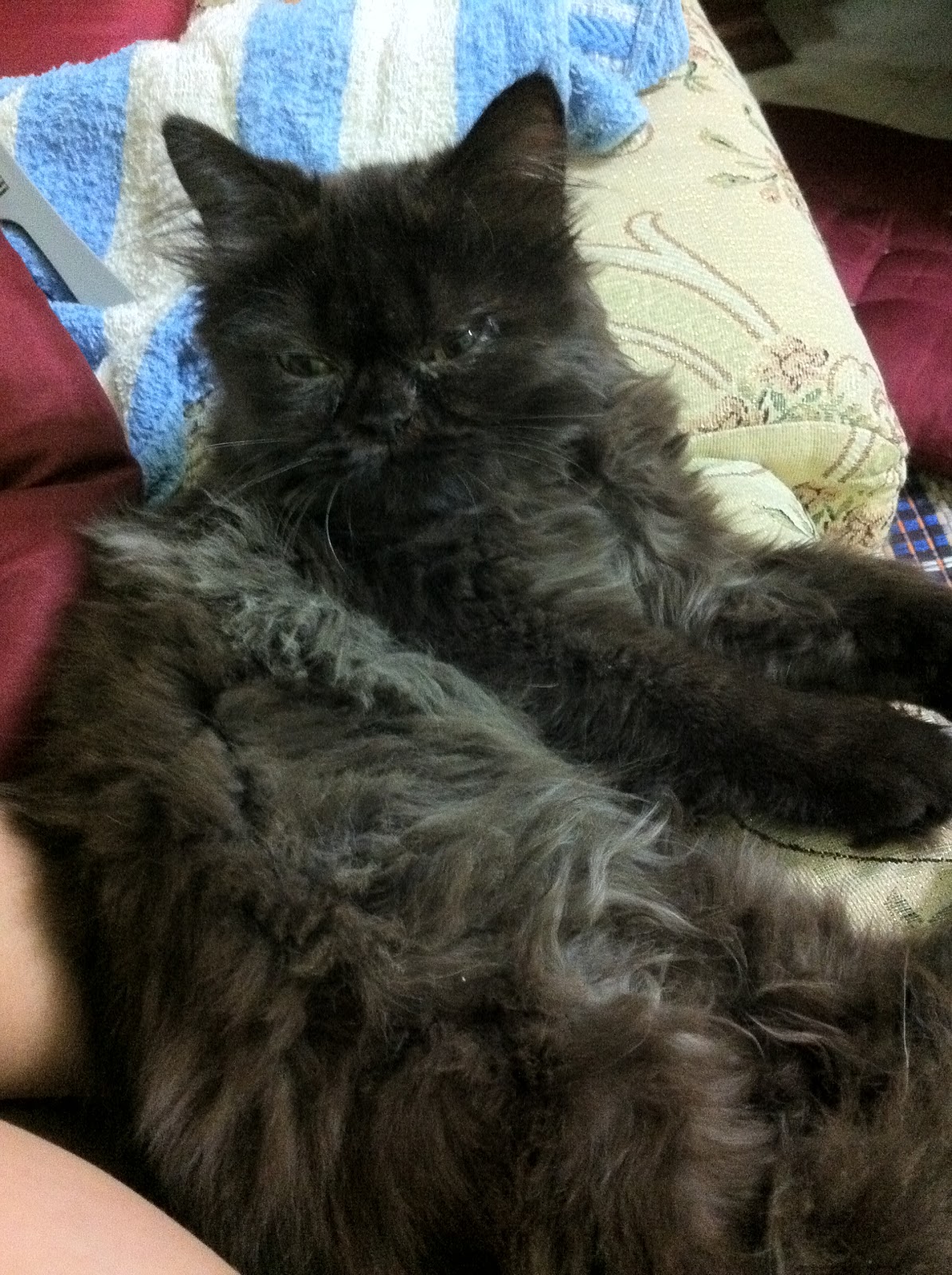 Wallpaper Kucing Demam Lengkap