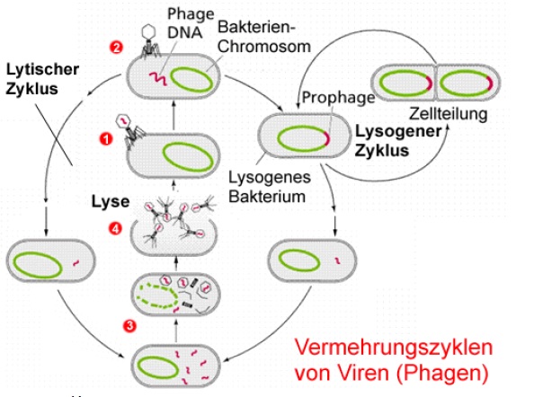 Lerninhalte: Lytischer Zyklus