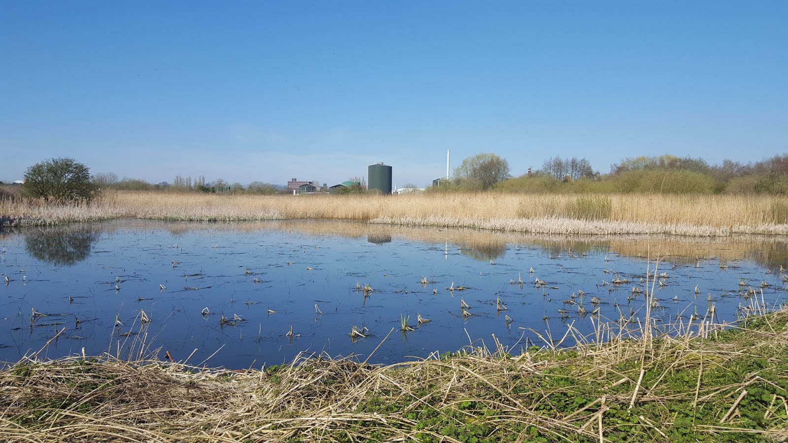 A Field Notebook: Common scoter, Hope Carr