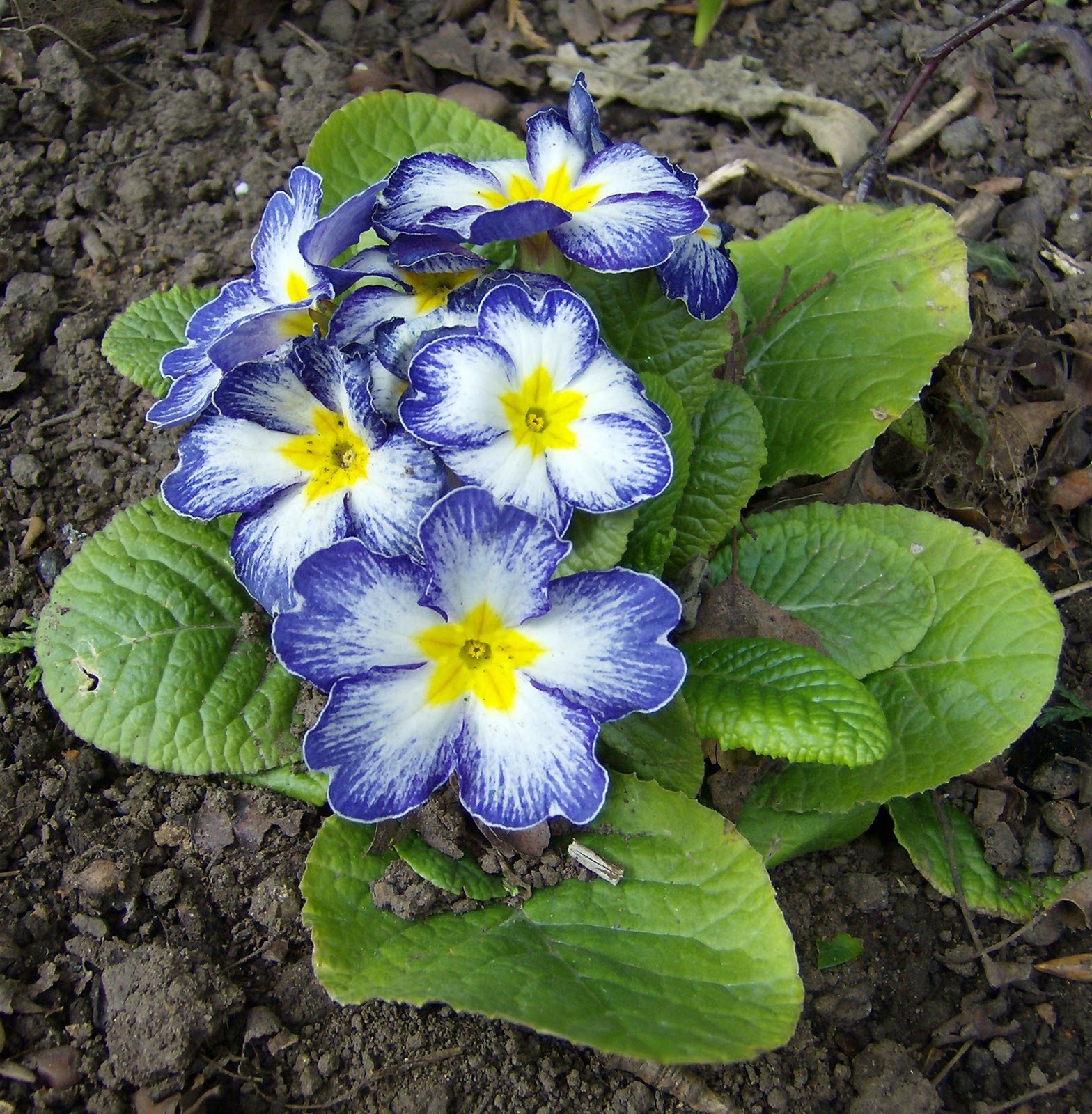 Love My Garden: Primroses and Polyantha