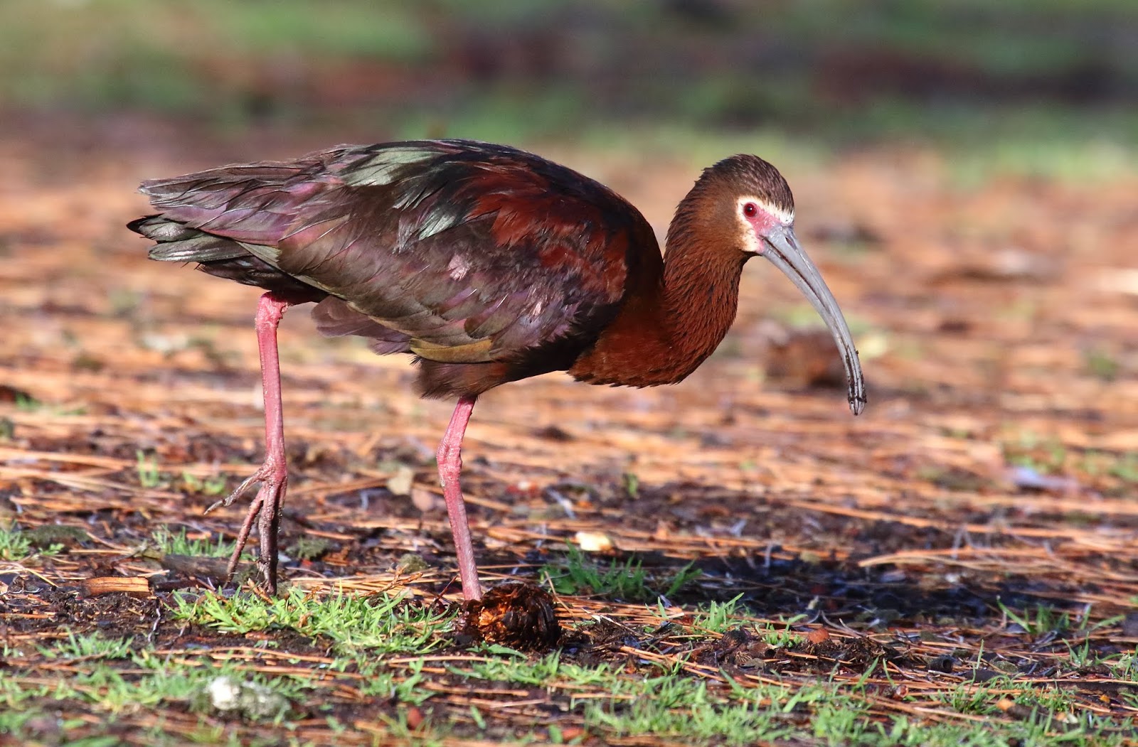 White-faced Ibis in Fountain Valley - Greg in San Diego