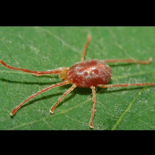 Variety of Life: Charletonia