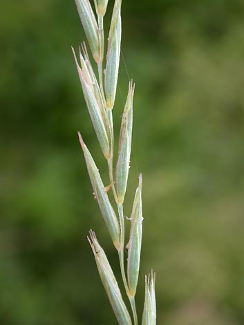 LJEKOVITO BILJE I LIJECENJE BILJEM: LJEKOVITO BILJE :Pirevina ,Pirika ...