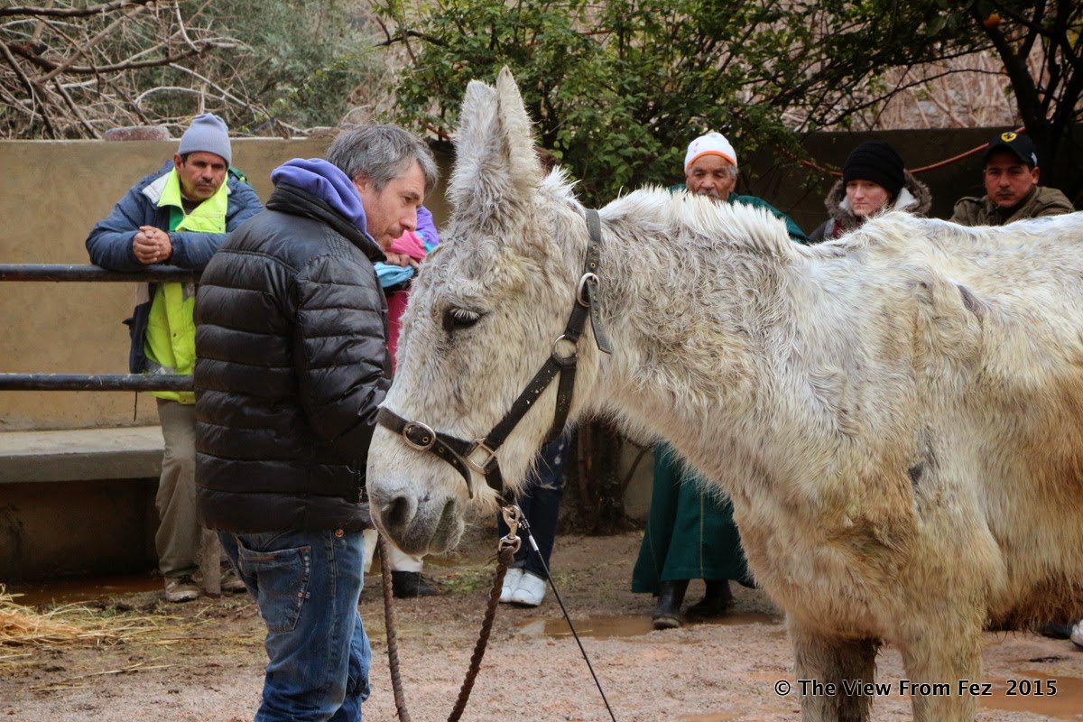 THE VIEW FROM FEZ: Horse Whispering in Fez