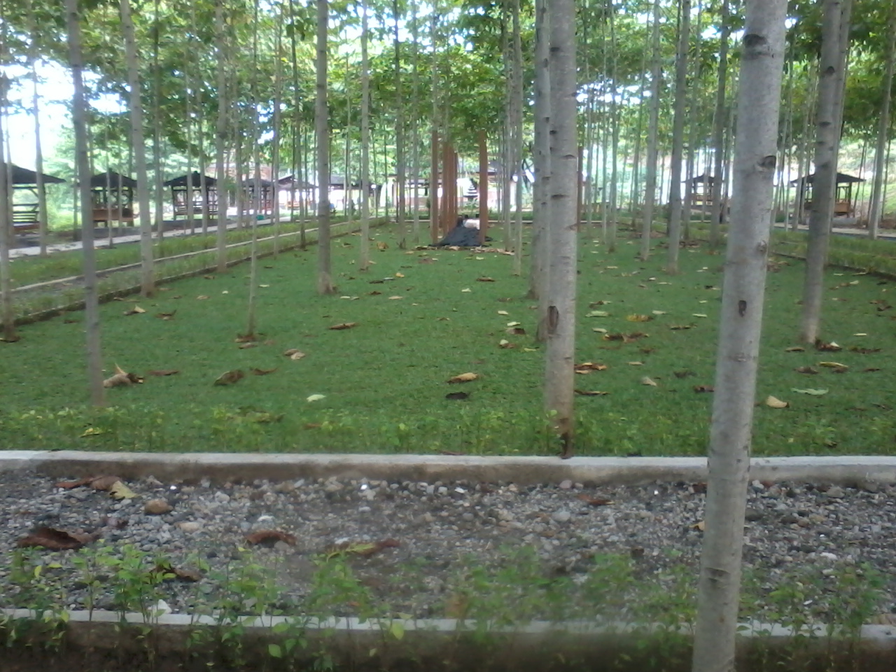 Harga rumput gajah mini , jepang , swiss, golf , lamuran , manila tahun ...