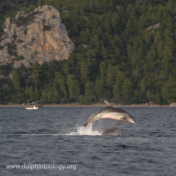 Dolphin Biology and Conservation: Forest dolphins