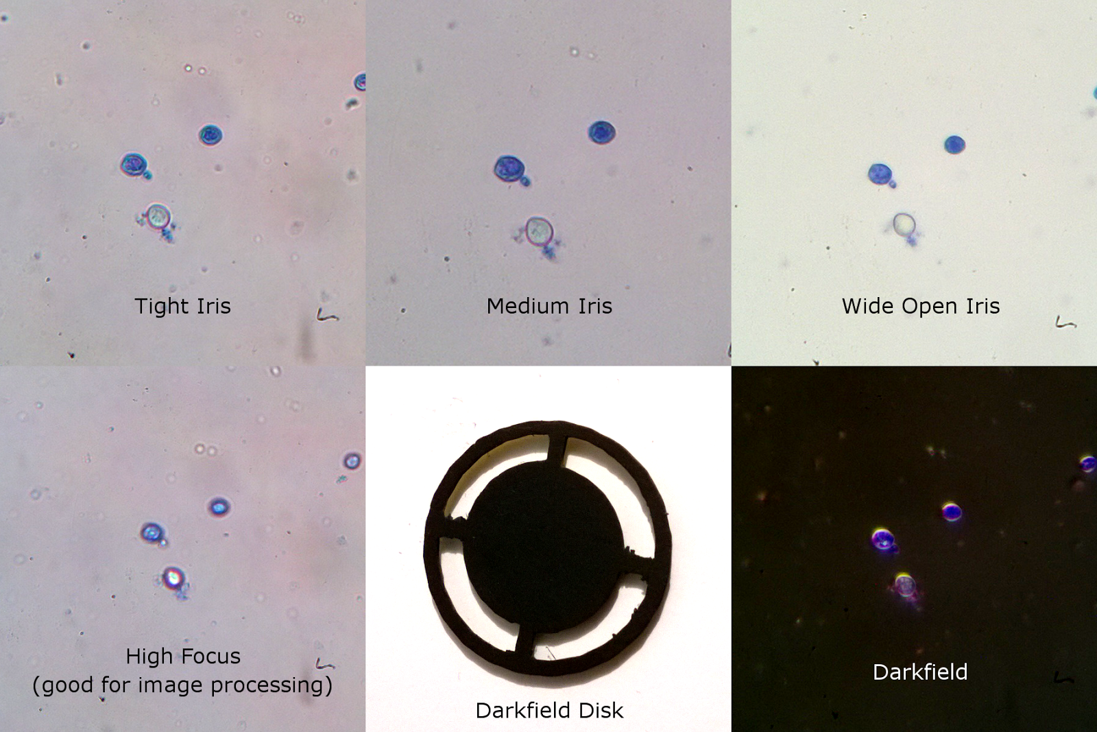 Woodland Brewing Research Automated Cell Counting Of Yeast Using Imagej