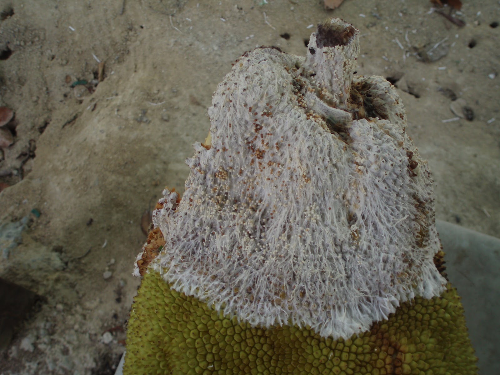 Jackfruit(Nangka): Jackfruit Diseases and Problem