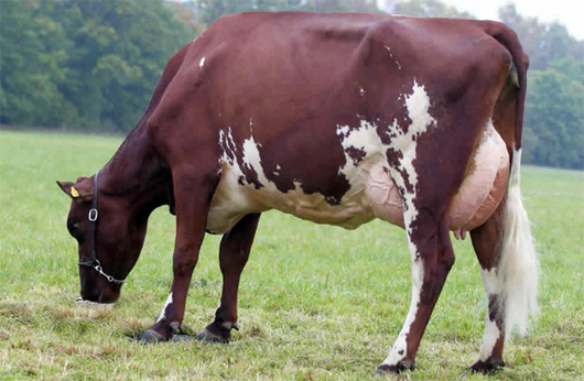 ASOCIACION ECOLOGISTA RIO MOCORETA: RAZA BOVINA HOLSTEIN