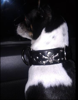 Tubular Rivet Clincher/Tonka Rivet Tool: Dog Collar Made with Tubular ...