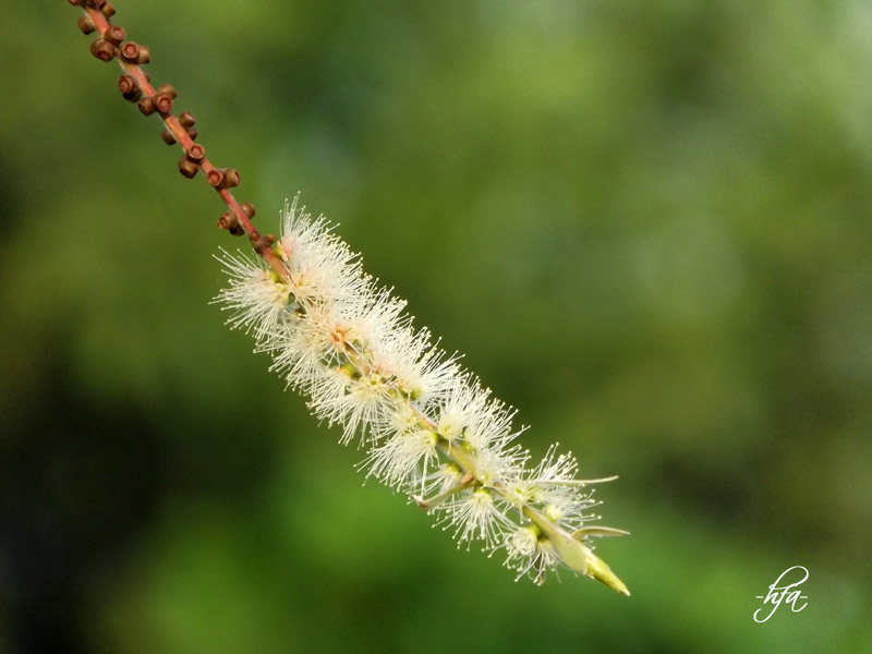 Melaleuca cajuputi | Jepret