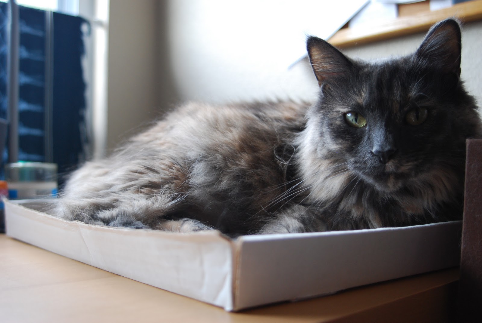 Speak Coffee to Me: Cat Catcher