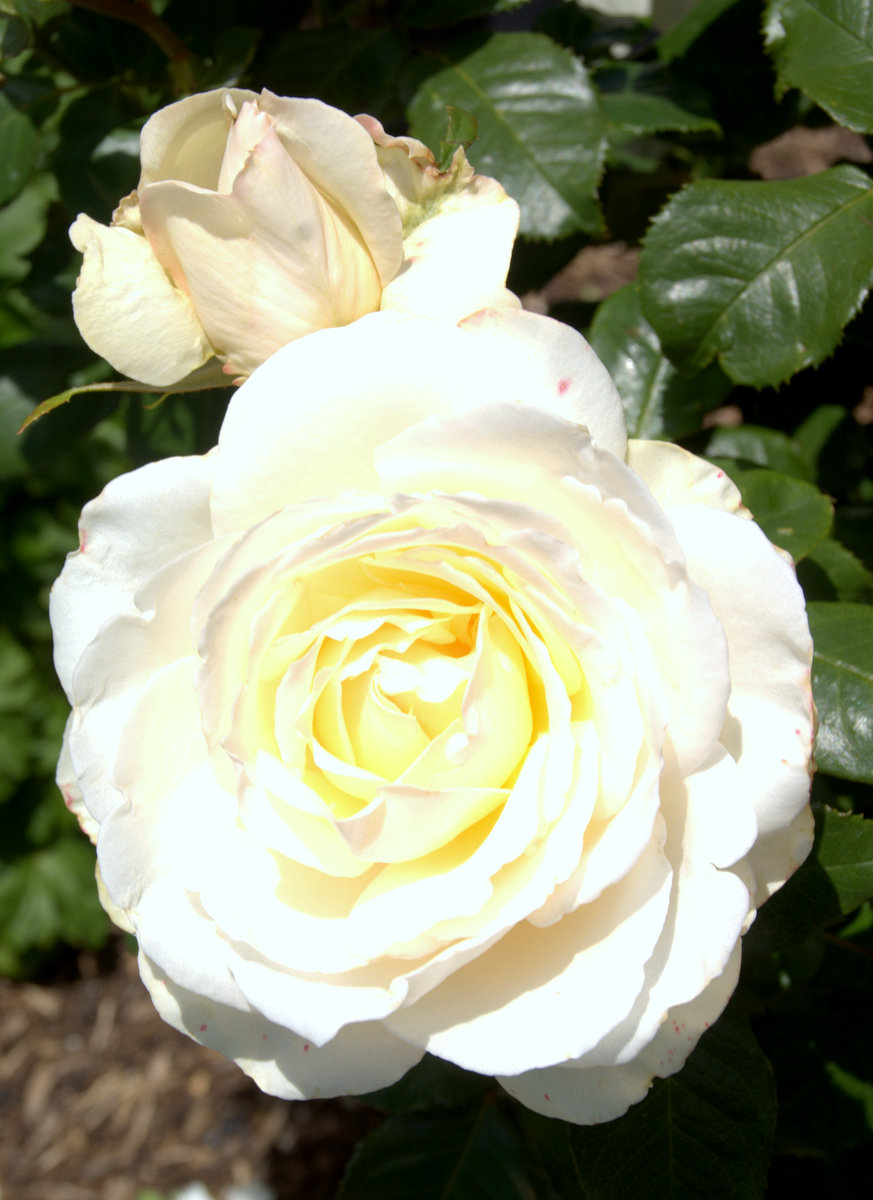 Organic Garden Dreams: May Roses