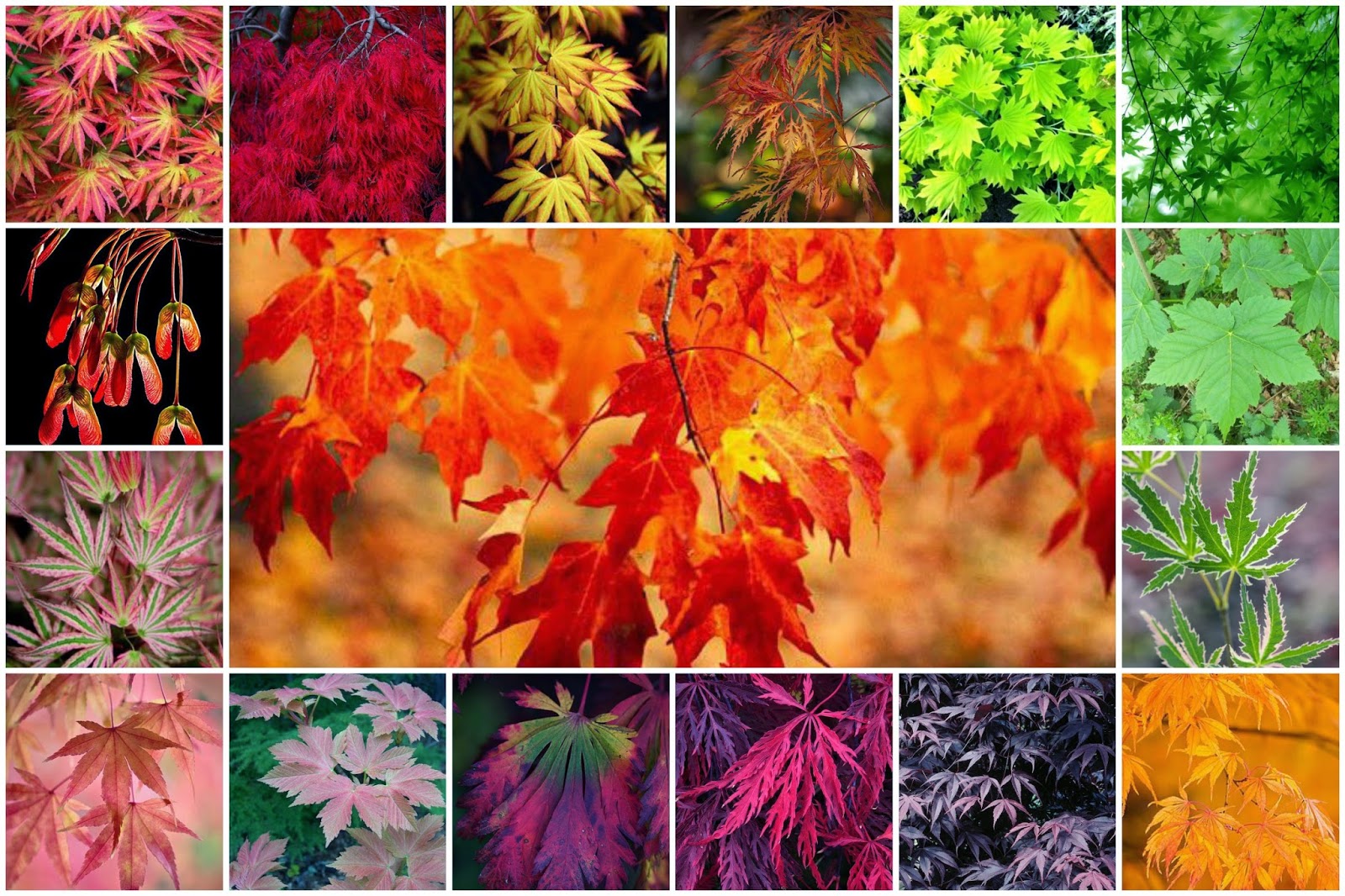 Tajanstveni Svijet Biljaka: Zlatno stablo europske jeseni