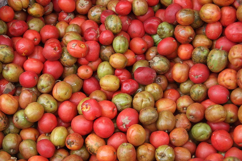 Lost City Adventures: Season For Jocotes!
