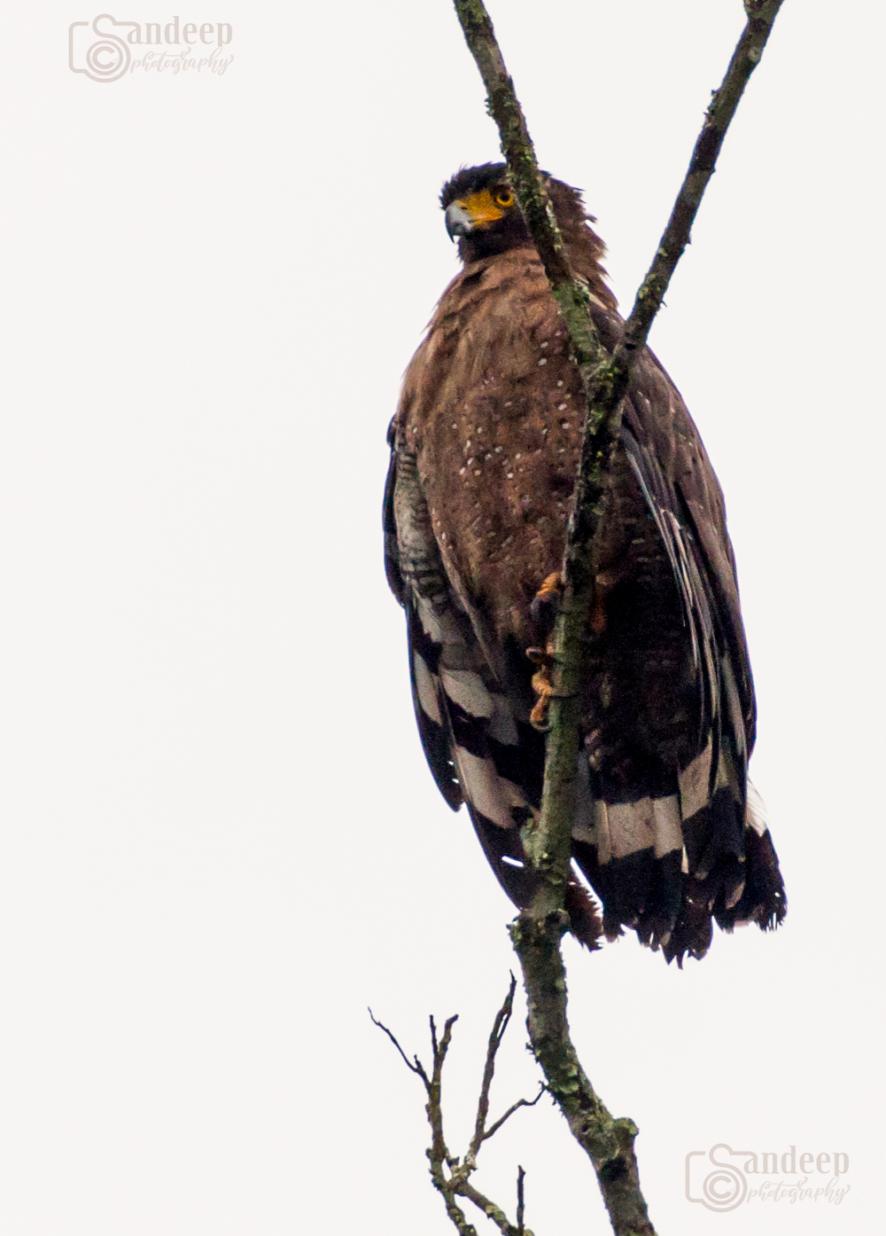 SHARING OPINION: BIRDS OF ARITAR & SIKKIM