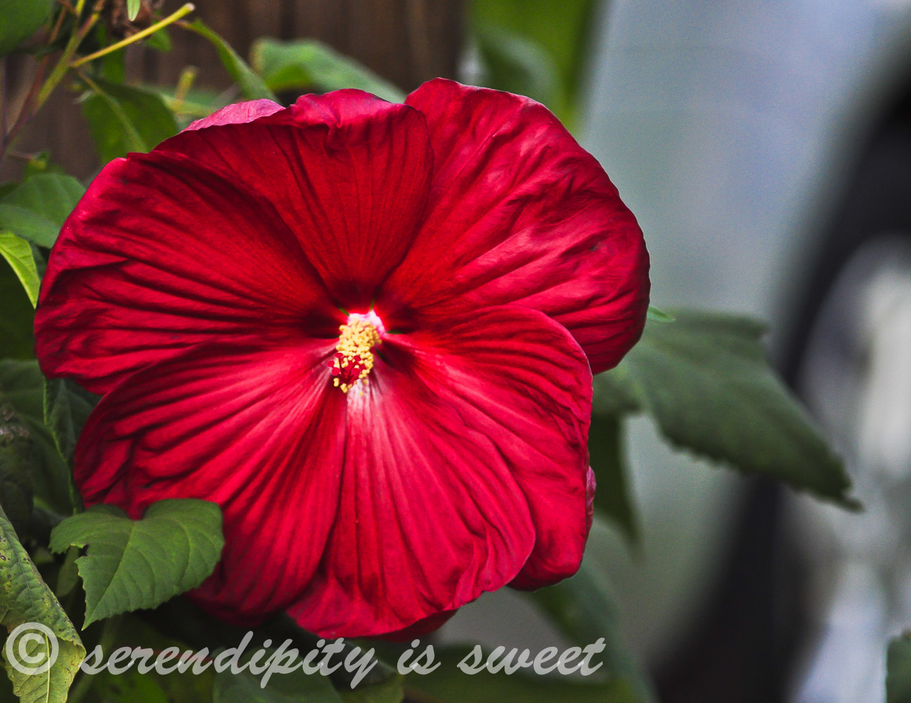 Serendipity is Sweet: Shades of Autumn - Red