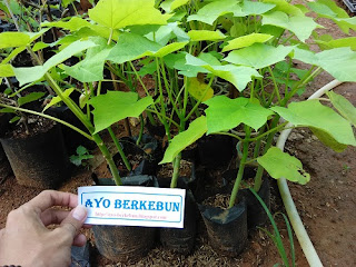 Manfaat biji jarak, daun jarak, dan getah jarak - Ayo-Berkebun