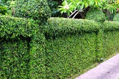 Cara Membuat Pagar Dari Tanaman