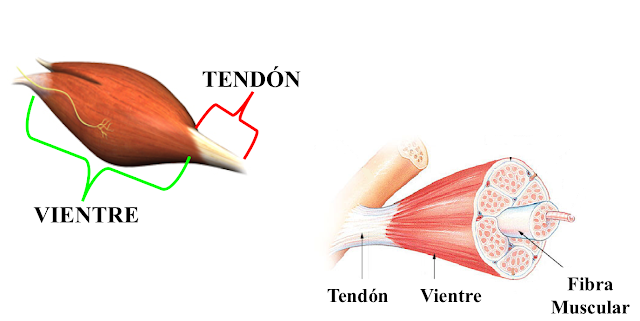Introducción a la Anatomía Humana UI1
