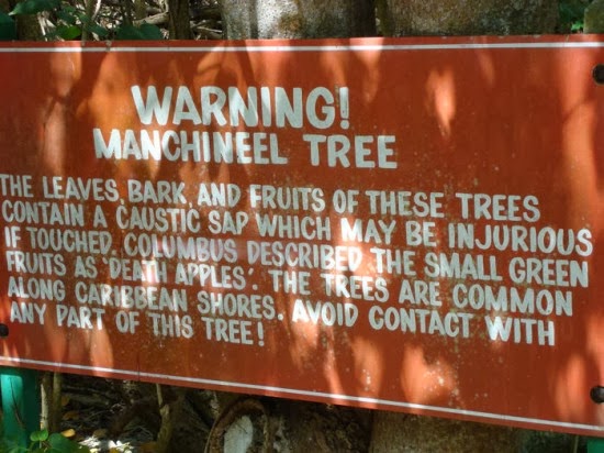 The Manchineel – World’s Most Dangerous Tree for Several Reasons ...