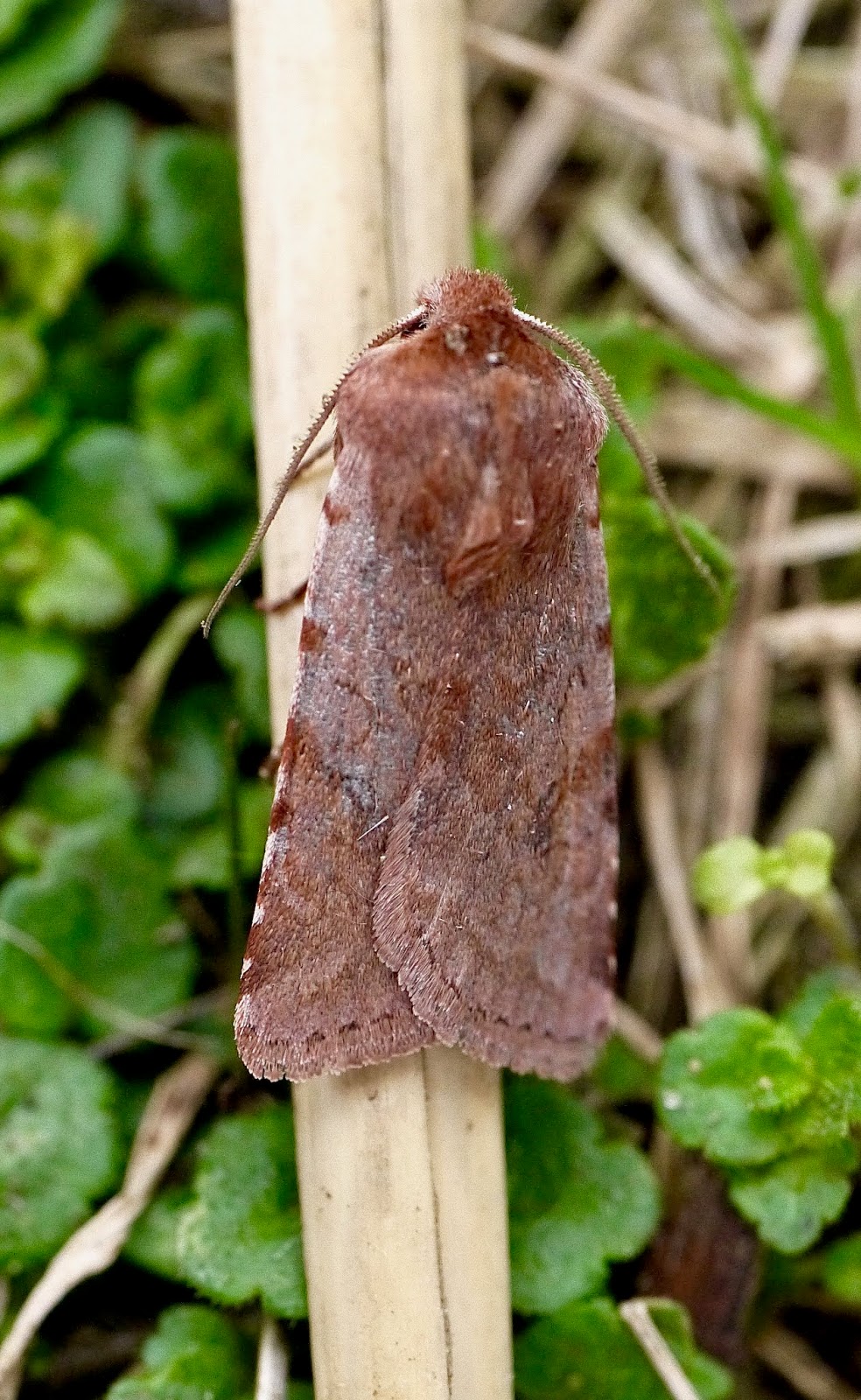 Northwest Norfolk Naturalists: Six early-season moths