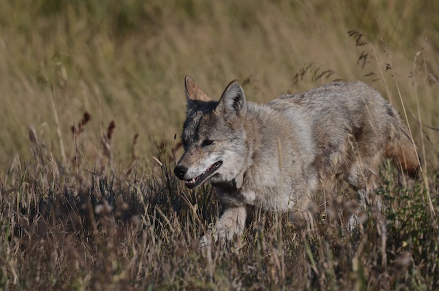 Dipper Ranch: Collared Coyote - Yellowstone Reflections