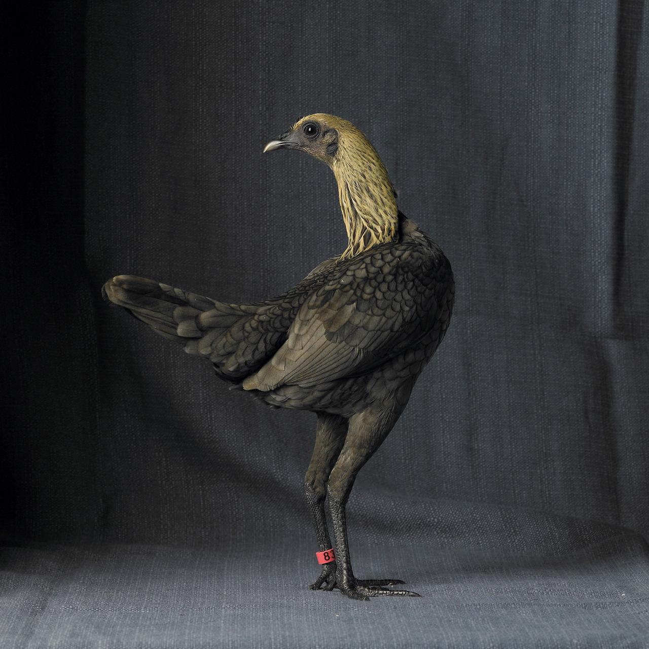 Tamara Staples: The Chicken Fancy and Pretty Birds