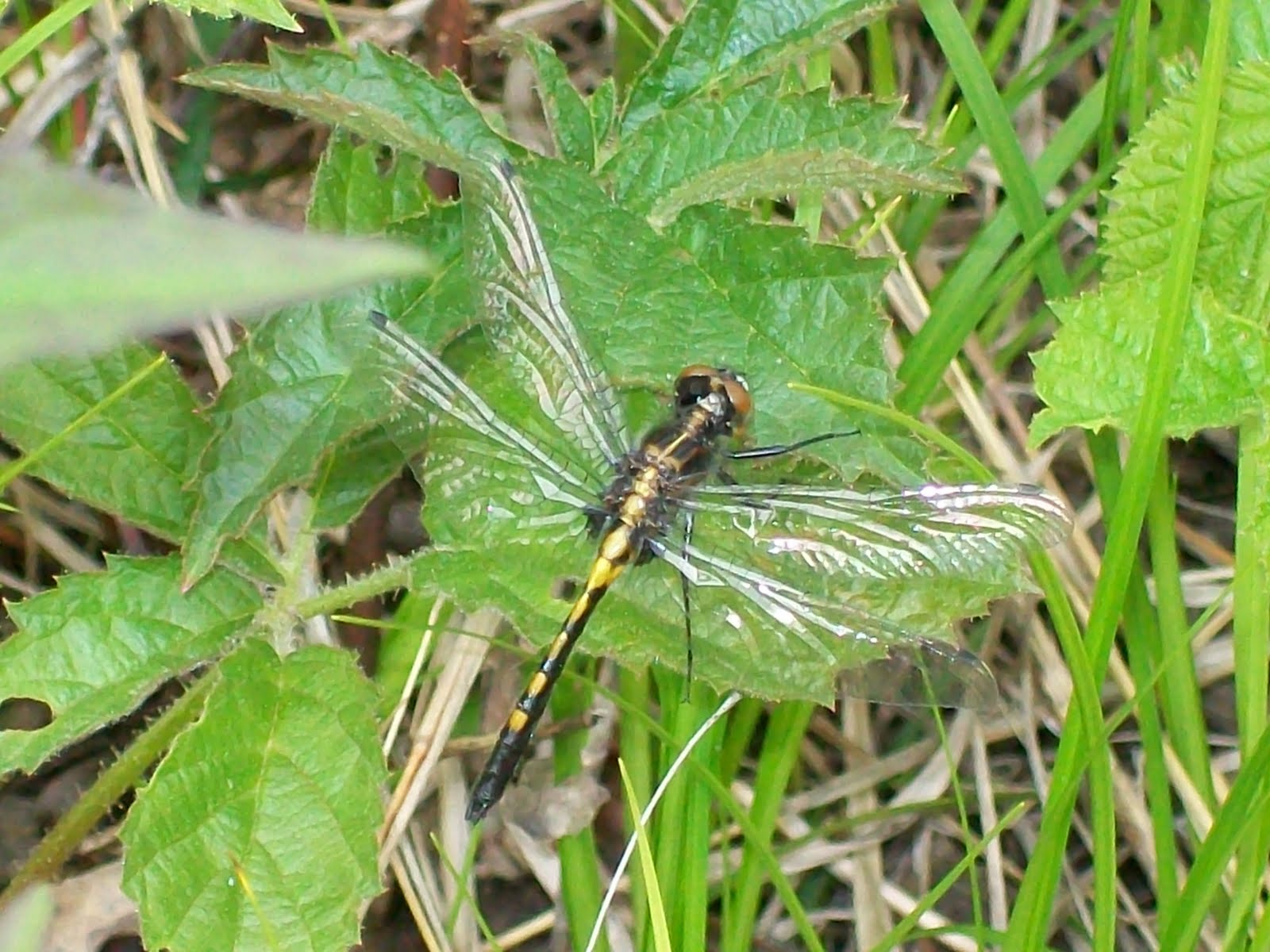 Blue-Headed Blackbird: Wordless Wednesday: Dragonflies of the last few ...