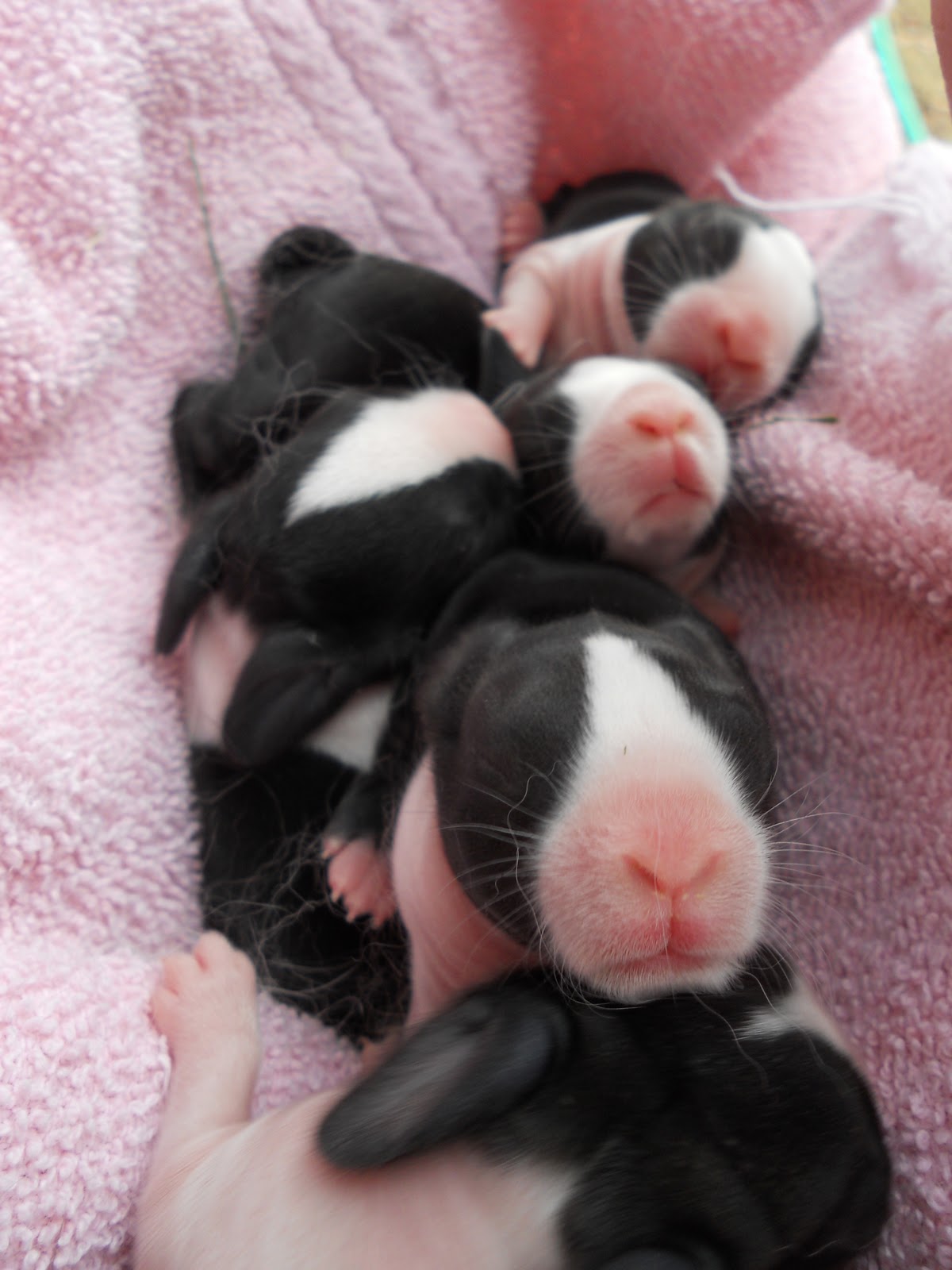 Dots & Daisies: Baby Bunnies - 5 days old