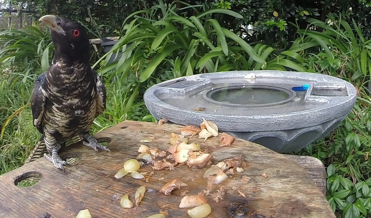My Burra Family: The Storm Birds are back