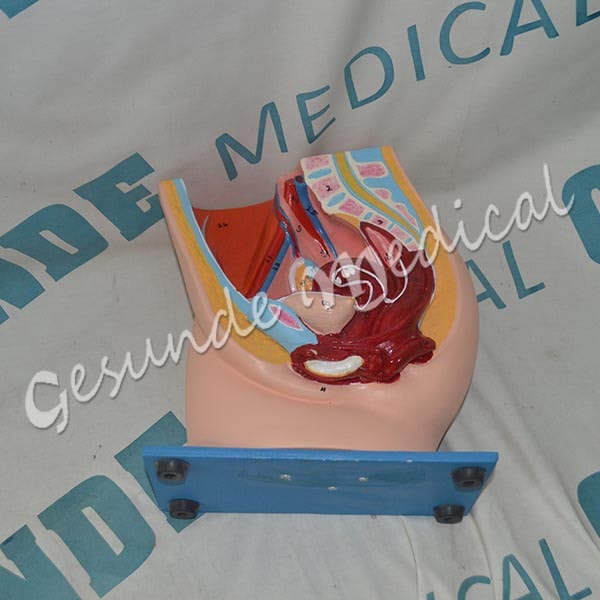 Jual Torso Model Anatomi Pelvis Panggul Wanita/Perempuan - Toko Medis ... Jual Torso Model Anatomi Pelvis Panggul Wanita/Perempuan - Toko Medis ...