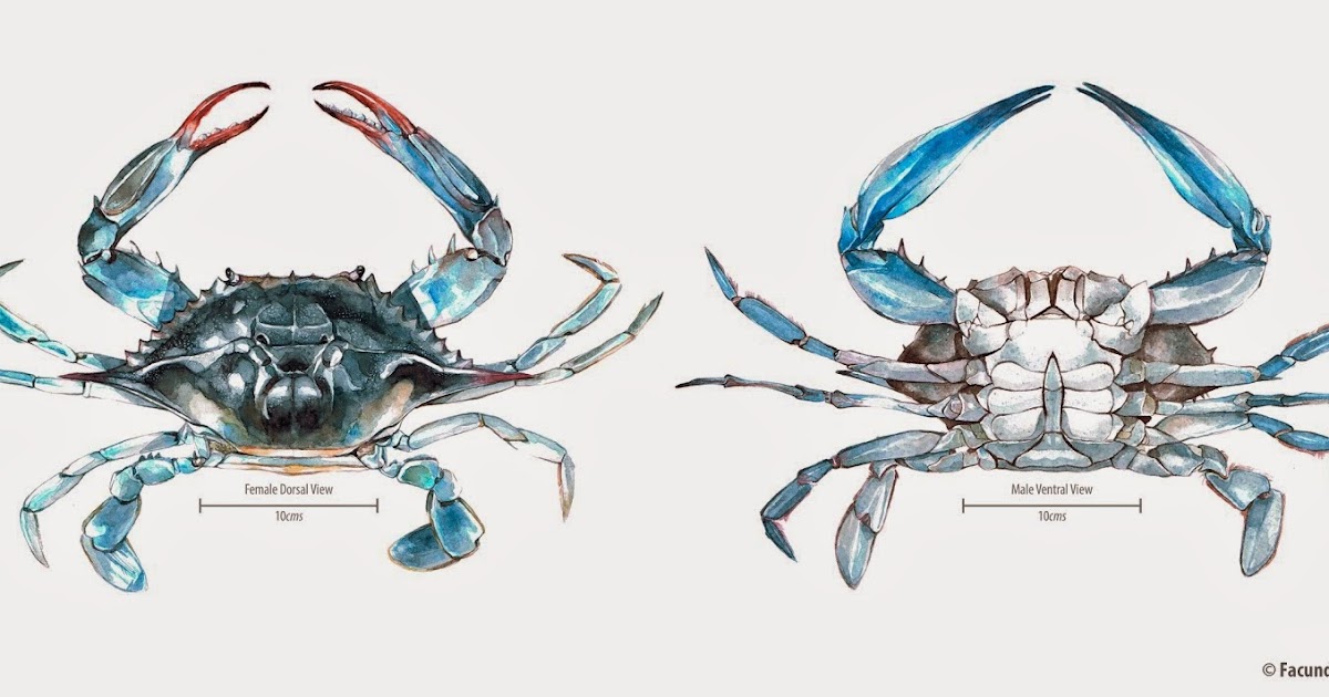 Callinectes sapidus - Facundo Nehuén López