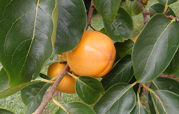 DISFRUTAR CON EL HUERTO Y EL JARDÍN