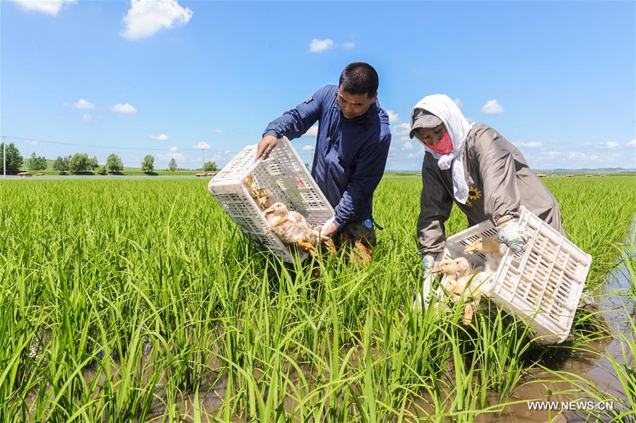 Pertanian ramah lingkungan di timur laut China ~ China Indonesia ...