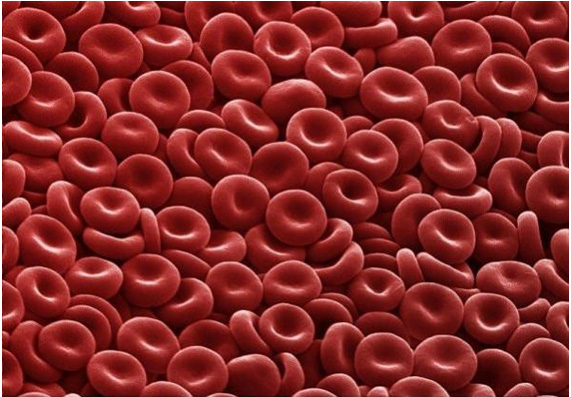 FAQBIO - Apoio ao Estudo de Biologia: POR DENTRO DO CORPO HUMANO: HEMÁCIAS