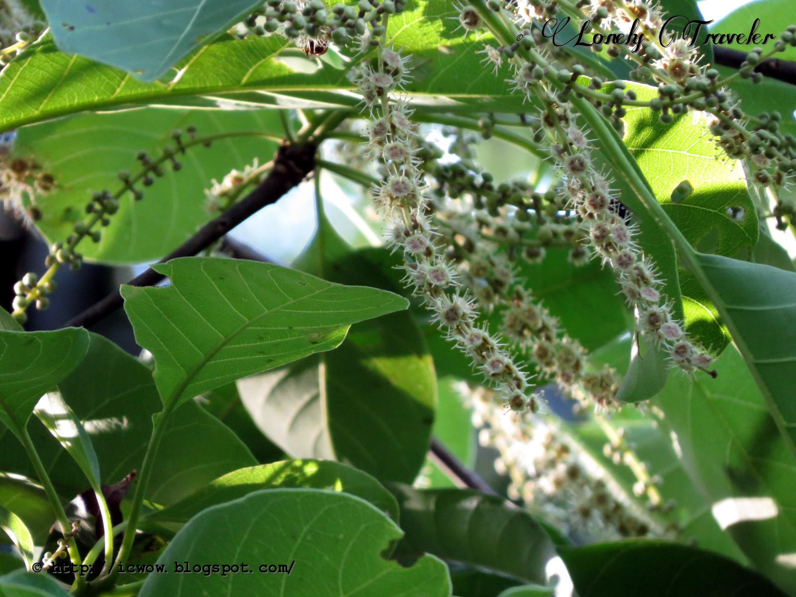 Bohera ful (বহেড়া ফুল) - Terminalia bellirica