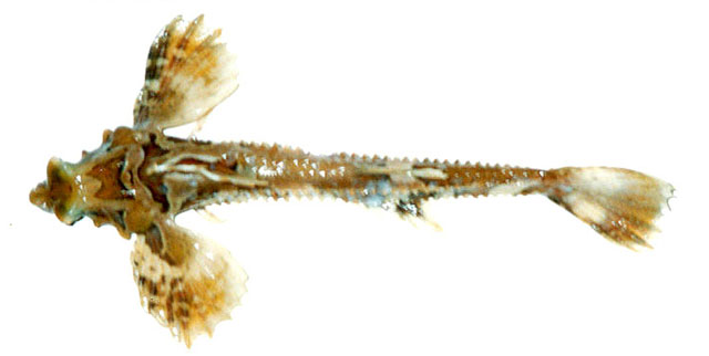 Artes de Pesca: ACTINOPTERYGII