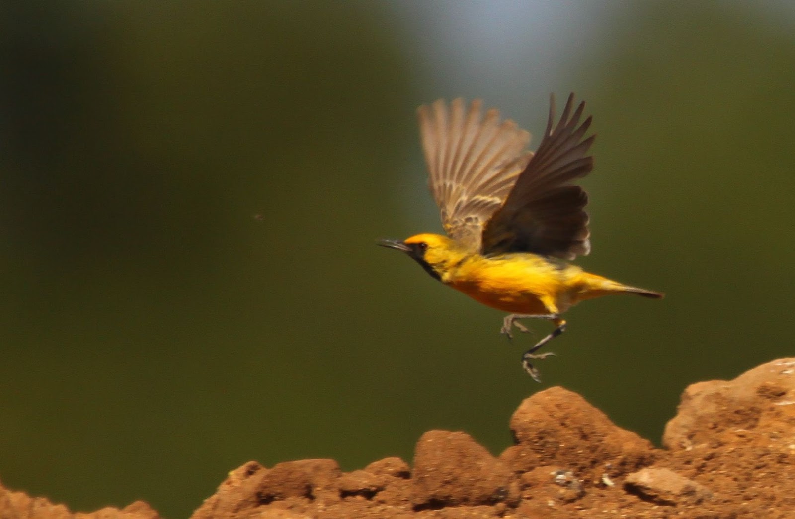 Richard Waring's Birds of Australia: Orange Chats, Whiskered Terns and ...