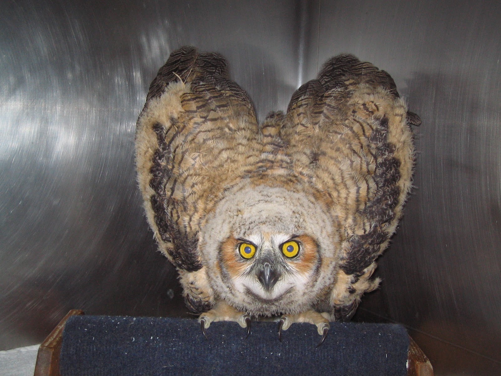 The Owl's Perch: Egg Laying at the RMRP