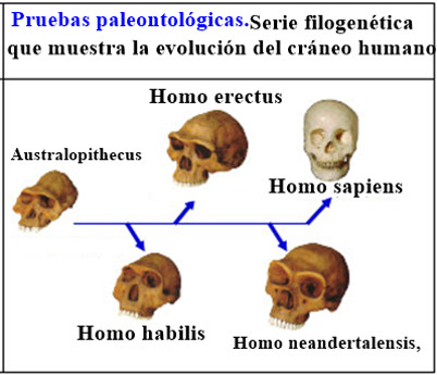 Pruebas de la Evolución. - Matemática Serie 23