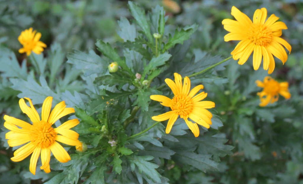 Kreatiewe Joernaal: tuin