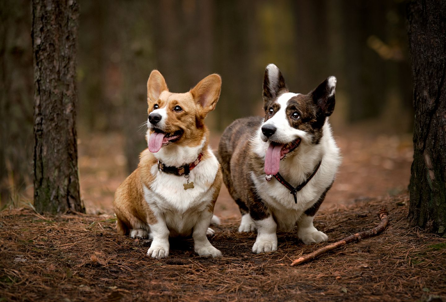 Cardigan Welsh Corgi UK: February 2017