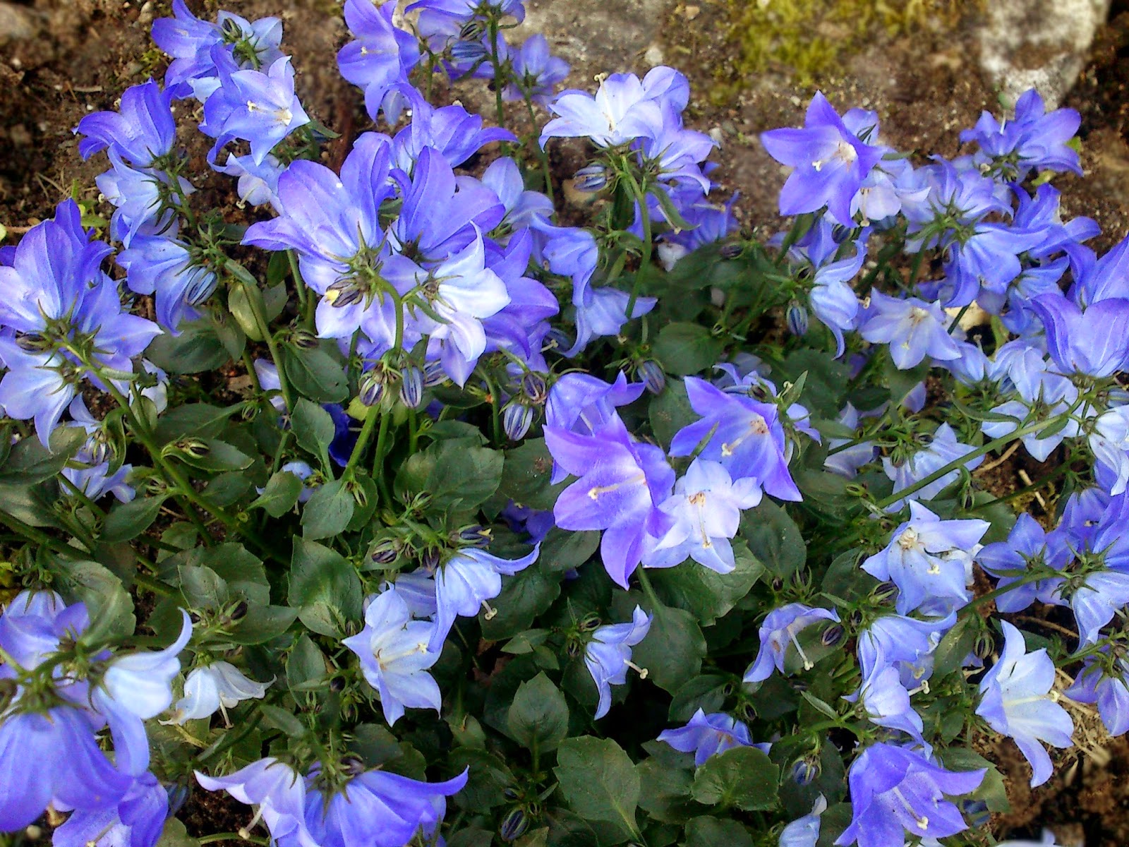 Plantehjelp: Campanula