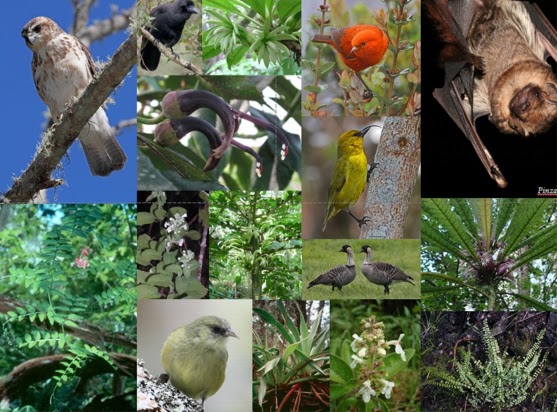 The Kaʻū Calendar News Briefs, Hawaiʻi Island: Kaʻū News Briefs ...